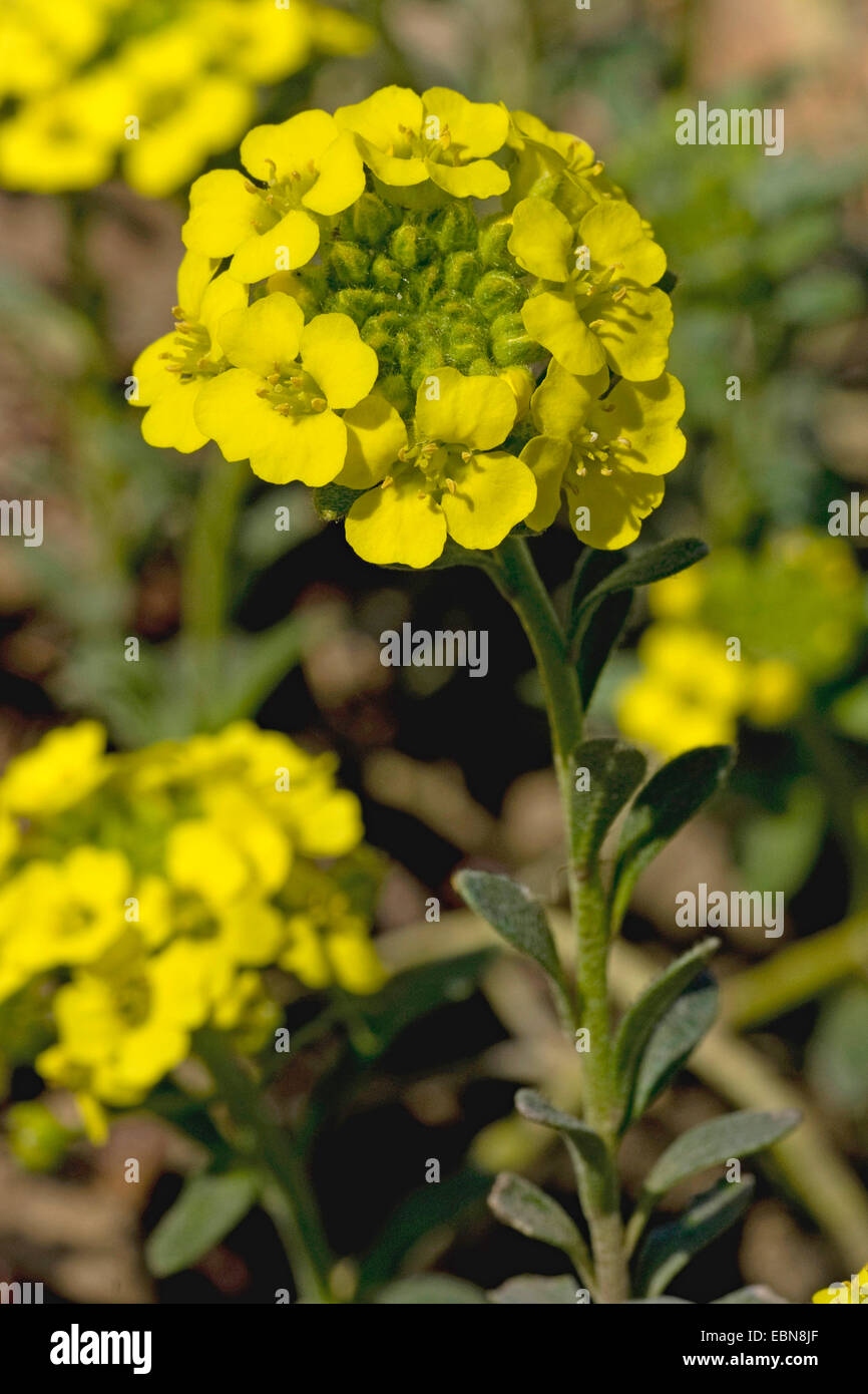 Rock alyssum hi-res stock photography and images - Alamy