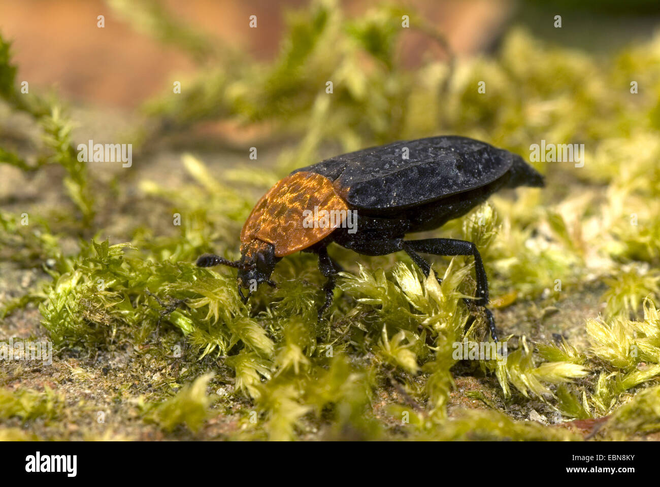 red-breasted carrion beetle, Groundbeetle (Oiceoptoma thoracicum), on ...