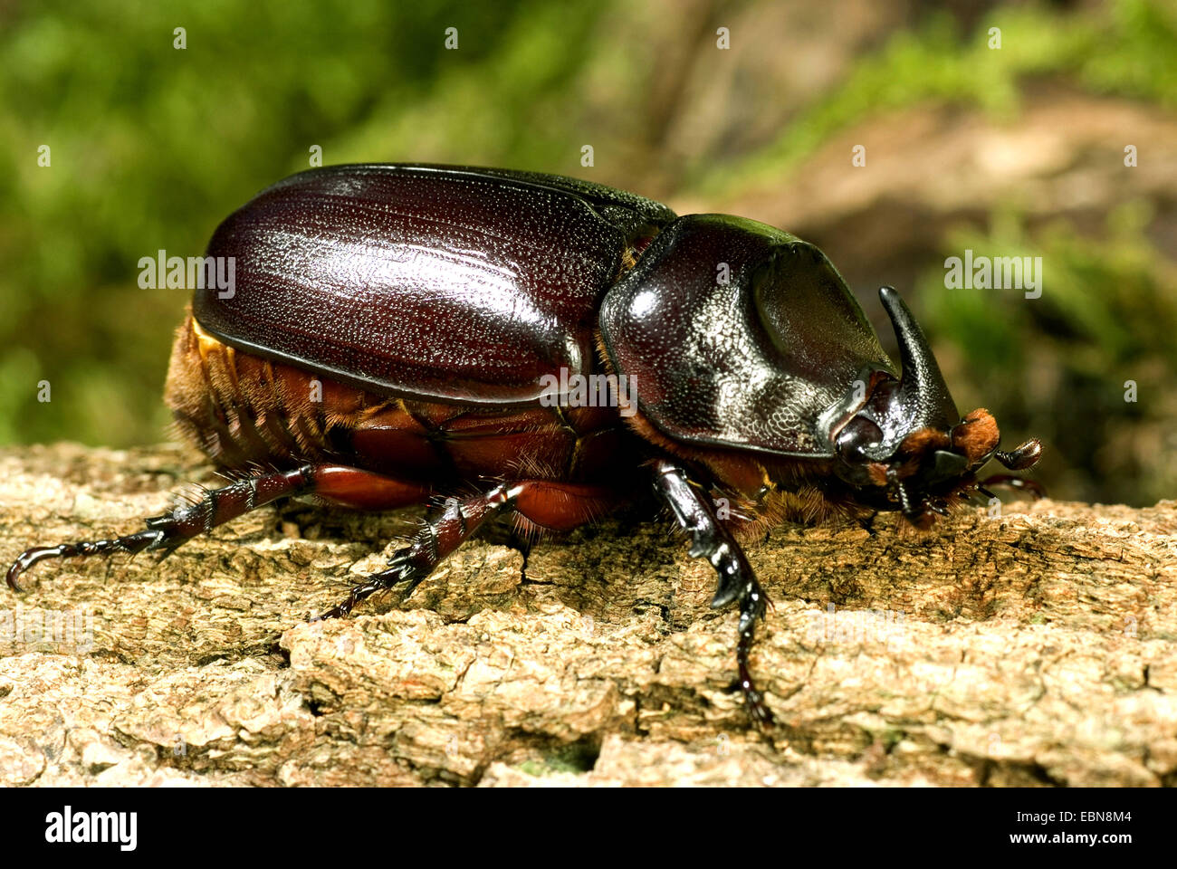 Rhinoceros Beetle; Oryctes owariensis (Oryctes owariensis), male Stock ...