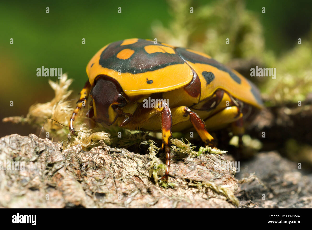 rose chafer, Sun Beetle, Pachnoda (Pachnoda trimaculata), front view ...