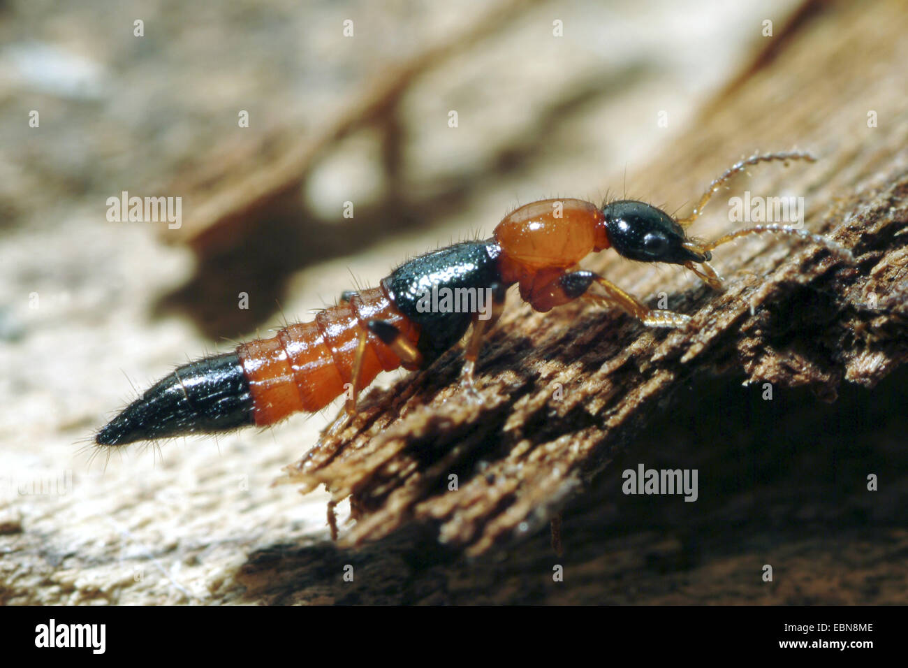 Paederus littoralis hi-res stock photography and images - Alamy