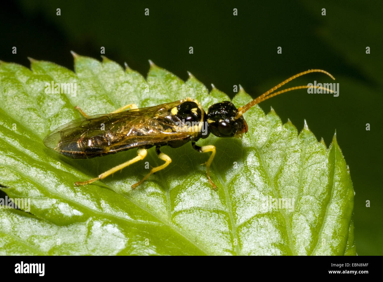 Sawfly Antenna High Resolution Stock Photography and Images - Alamy