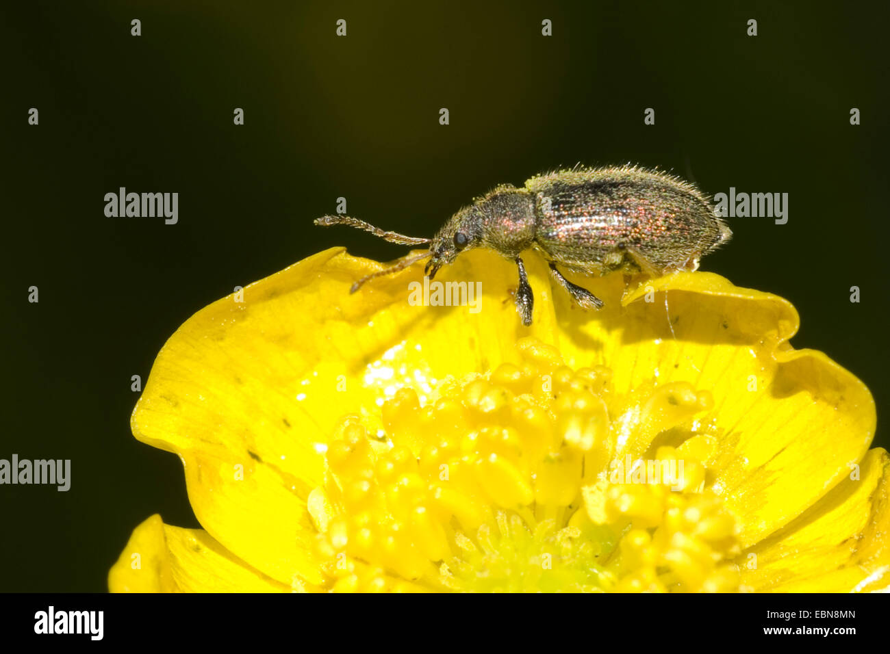 Common leaf weevil beetle hi-res stock photography and images - Alamy