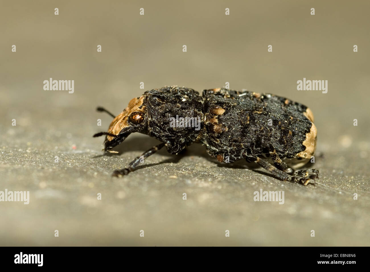 Cramp-ball Fungus Weevil (Platyrhinus resinosus), side view ...