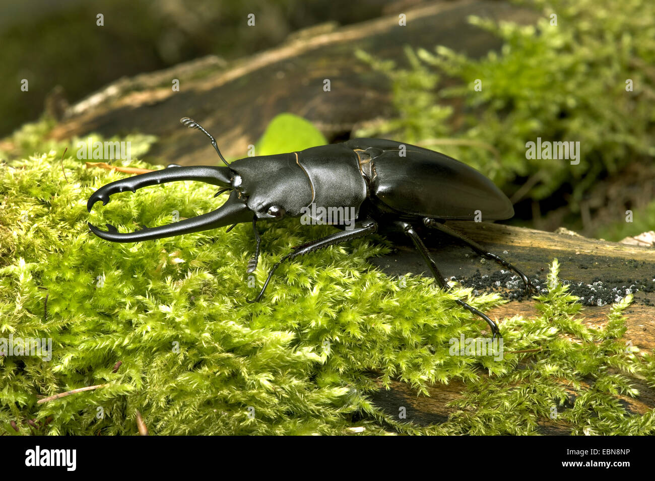Giraffe Stag-Beetle (Prosopocoilus giraffa), male, close-up view Stock ...