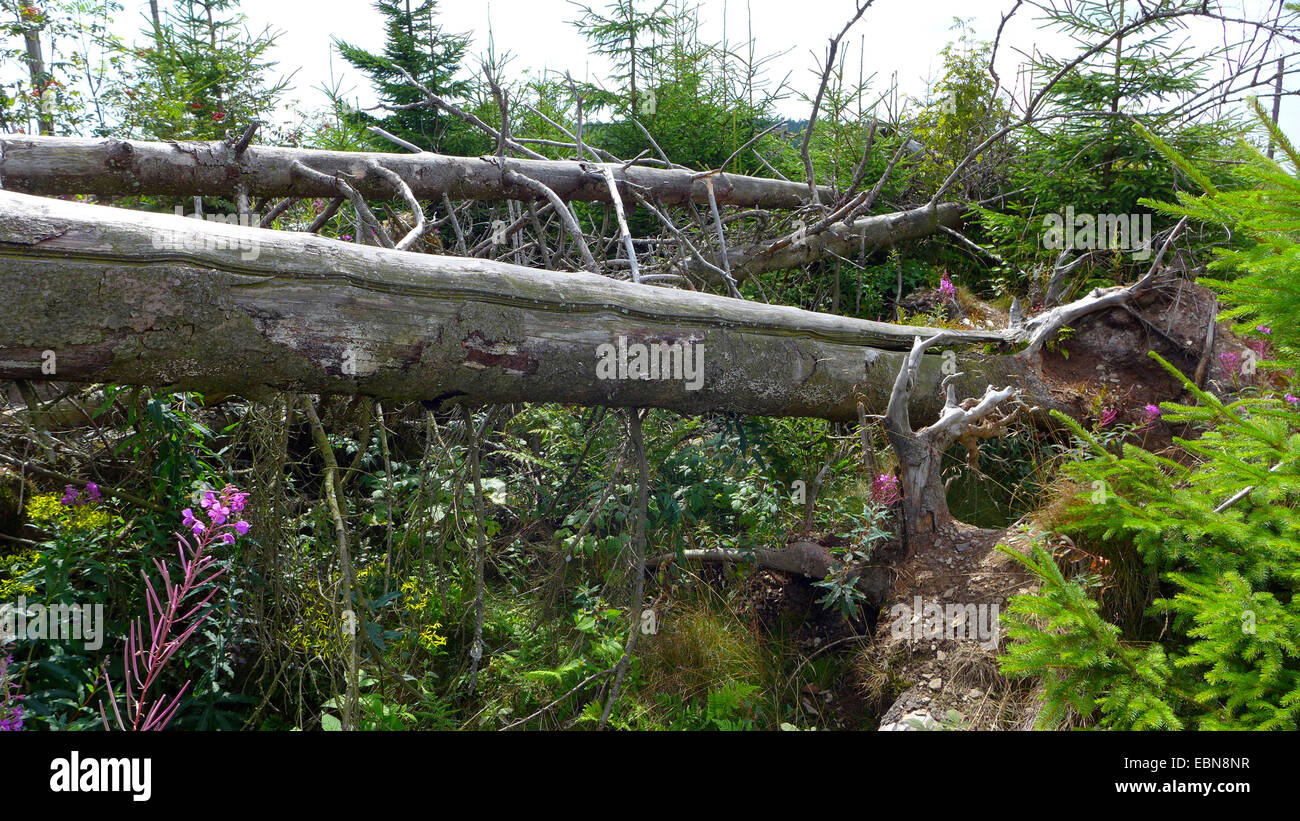 Toppled tree trunks hi-res stock photography and images - Alamy