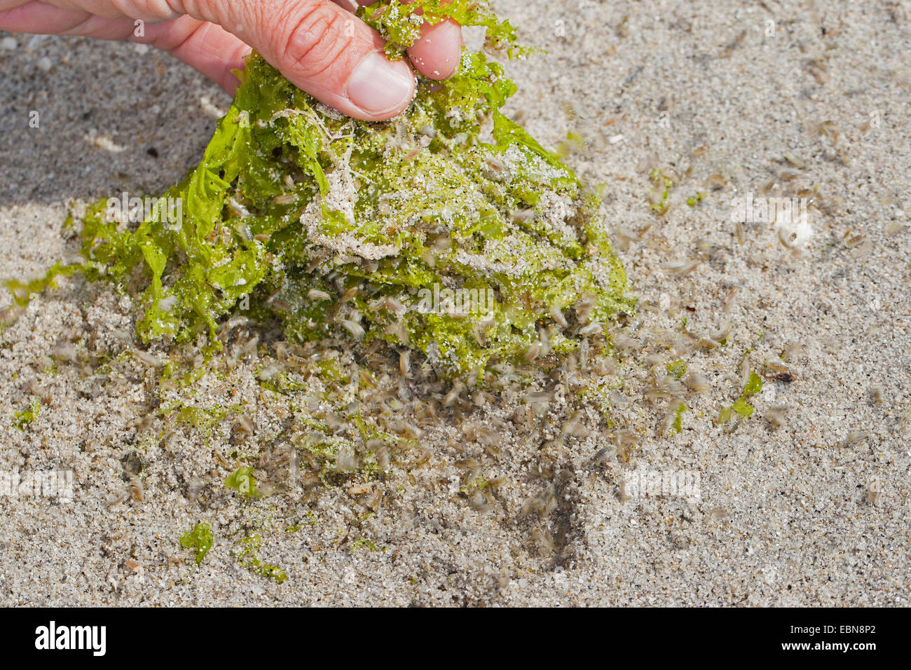 Sand hopper, Sand-hopper, Sandhopper, Greater sandhopper (Talitrus ...