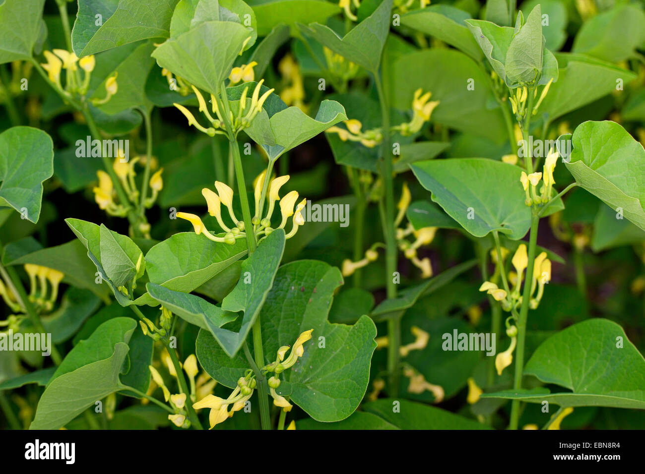 Birthwort (Aristolochia clematitis), blooming, Germany Stock Photo - Alamy