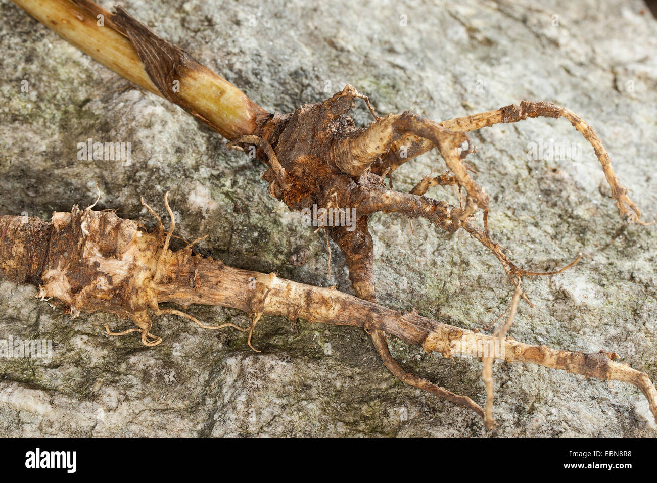 wild parsnip (Pastinaca sativa), root Stock Photo - Alamy