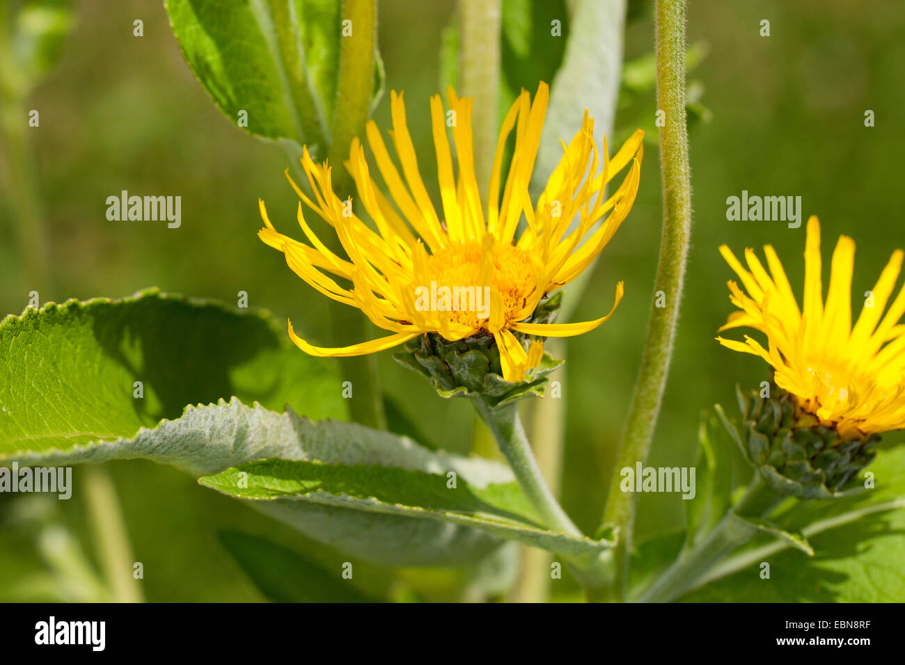 elecampane flower (Inula helenium), blooming, Germany Stock Photo - Alamy