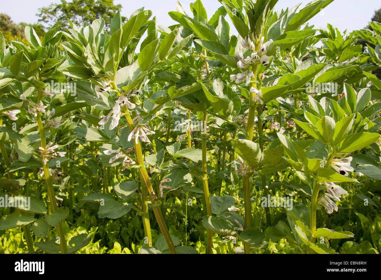 Faba bean (Vicia faba), blooming field Stock Photo - Alamy