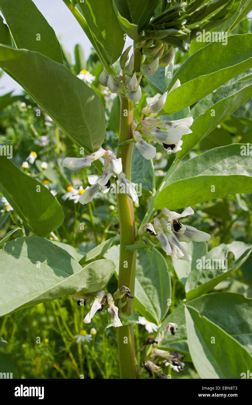 Faba bean (Vicia faba), flower Stock Photo - Alamy