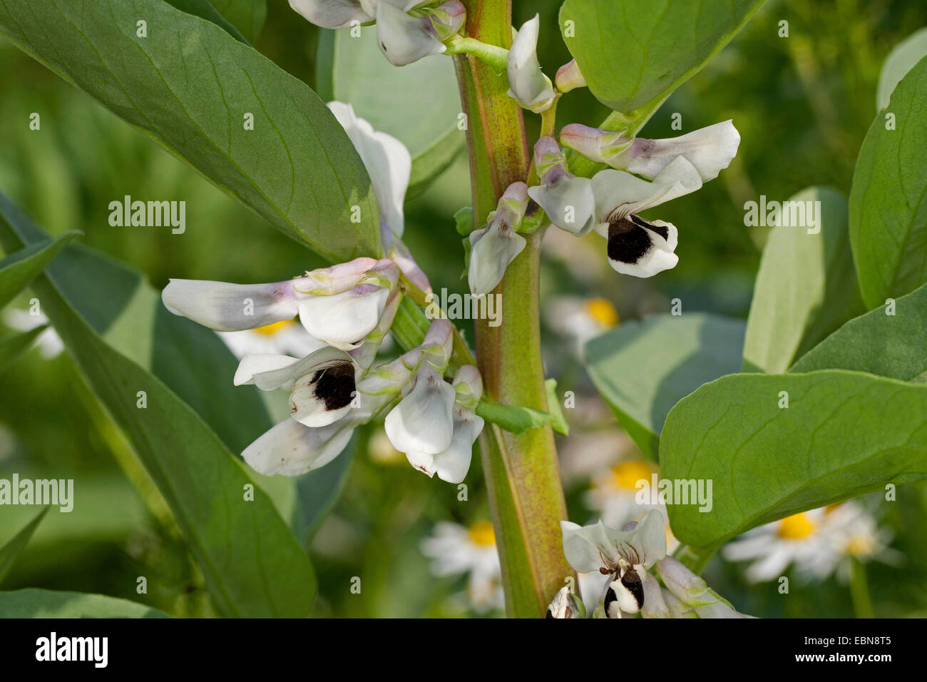 Vicia Faba Bean Plant Stock Photos & Vicia Faba Bean Plant Stock Images ...