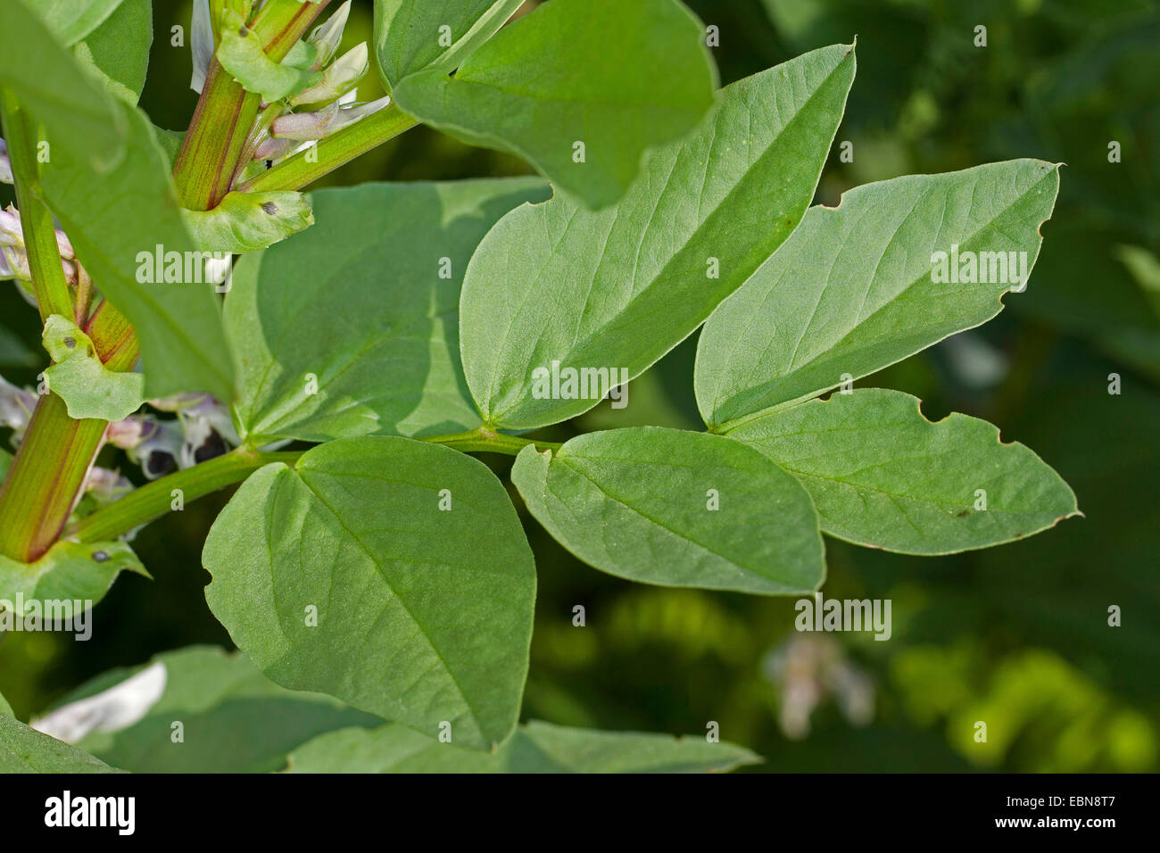 Faba bean (Vicia faba), leaf Stock Photo - Alamy