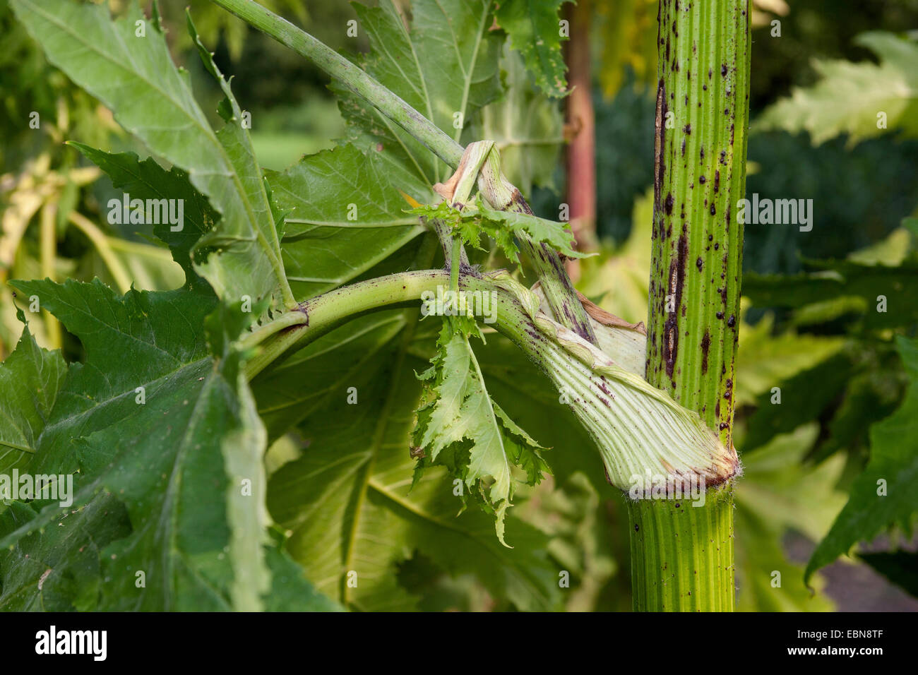 Hogweed leaves hi-res stock photography and images - Alamy