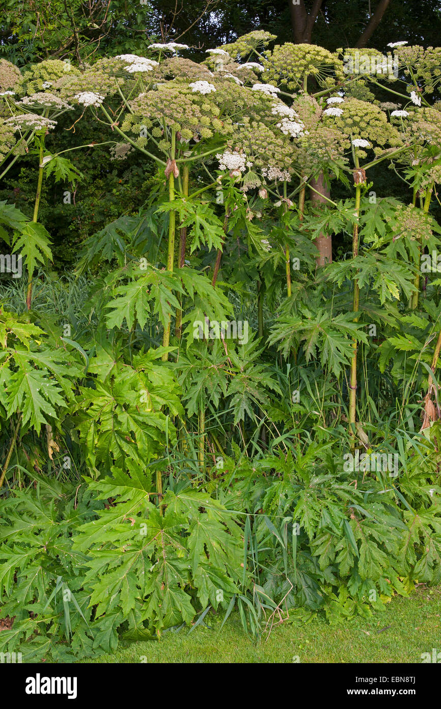Giant hogweed reaction hi-res stock photography and images - Alamy