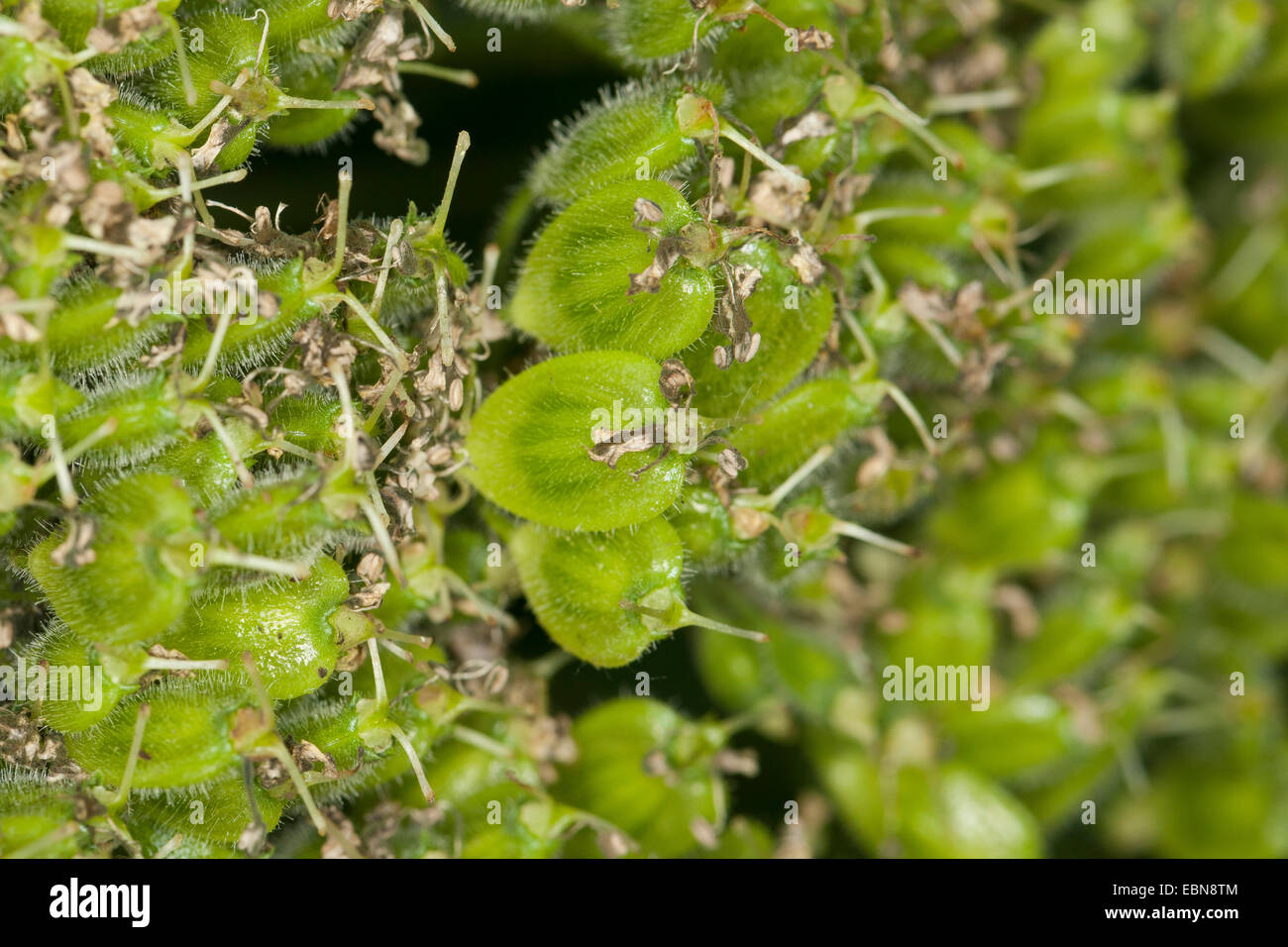 Giant hogweed reaction hi-res stock photography and images - Alamy