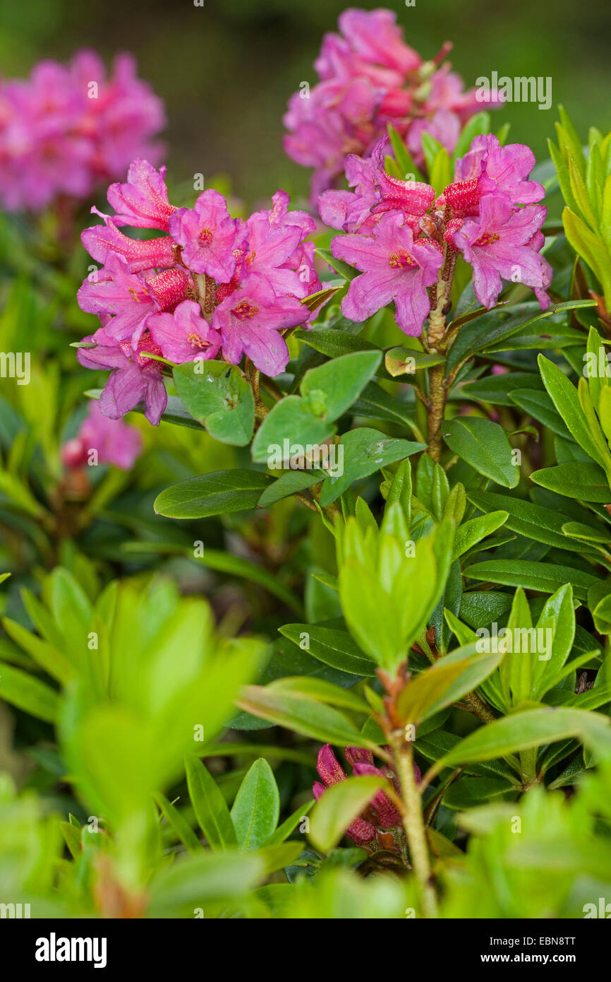 Rust leaved alpine rose hi-res stock photography and images - Alamy