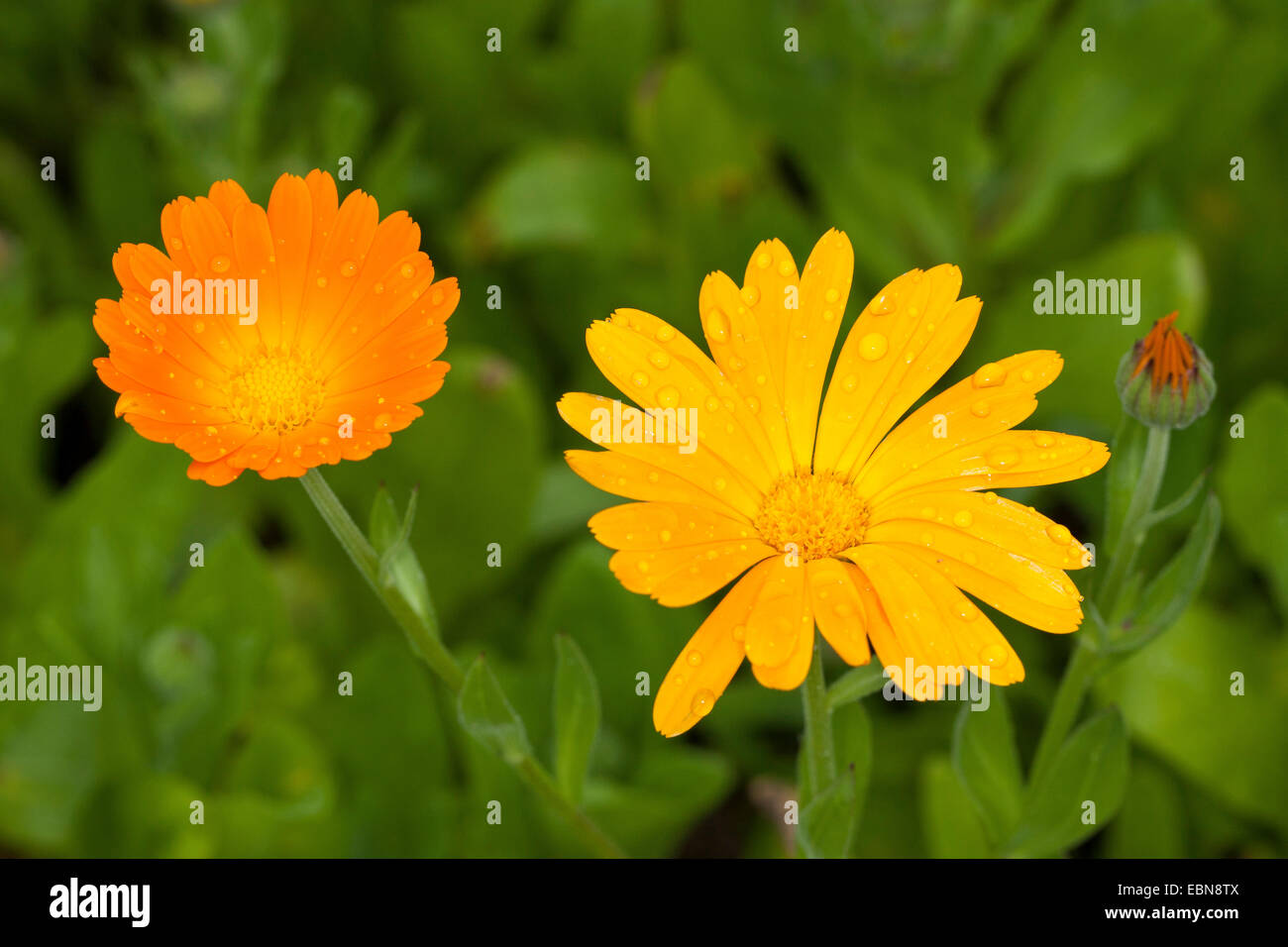 garden-pot marigold (Calendula officinalis), inflorescences Stock Photo ...