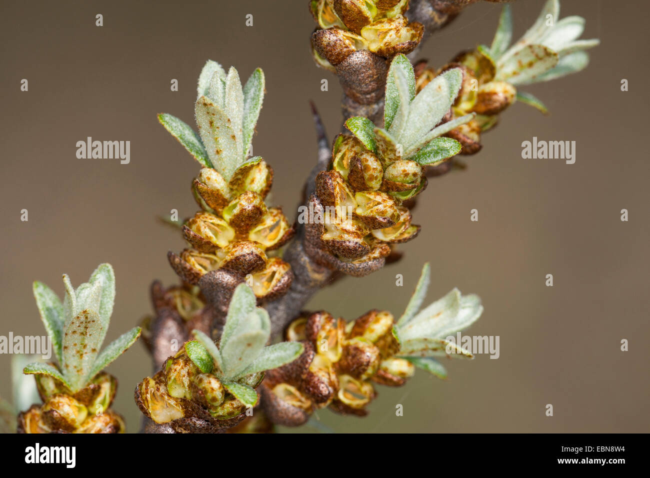 common seabuckthorn (Hippophae rhamnoides), male flowers, Germany Stock ...