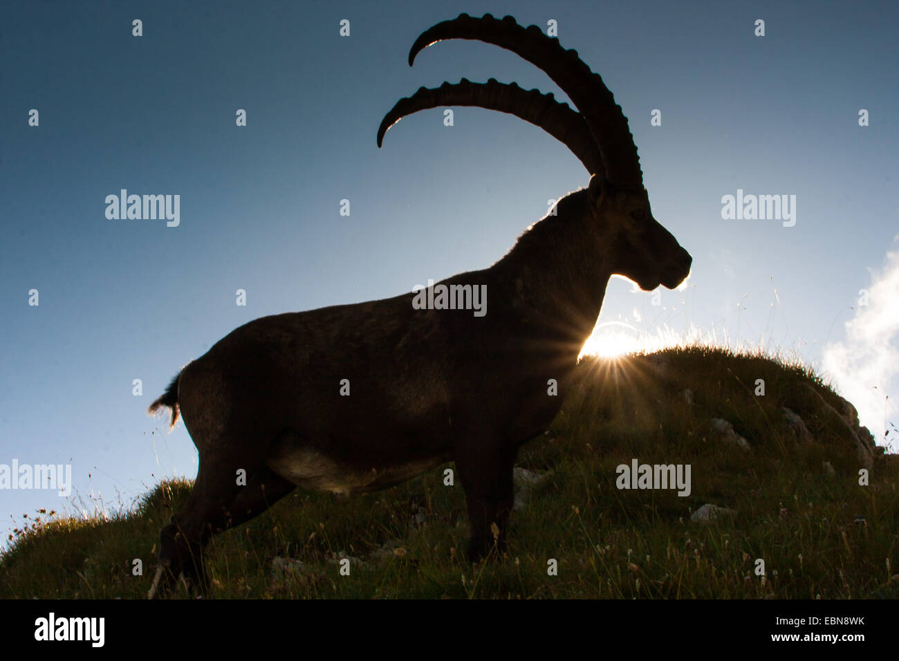 Male standing silhouette hi-res stock photography and images - Alamy