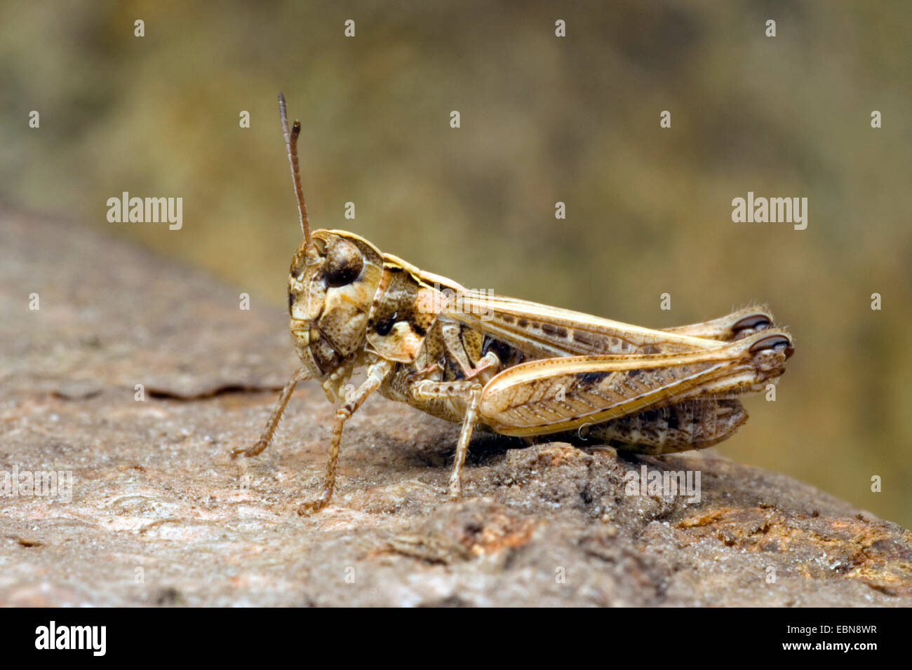 Black grasshopper hi-res stock photography and images - Alamy