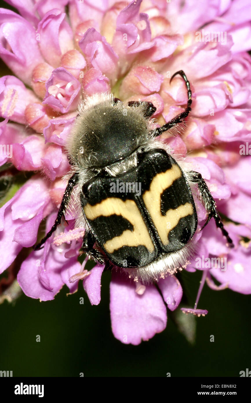 bee chafer, bee beetle (Trichius fasciatus), on a flower, Italy Stock ...