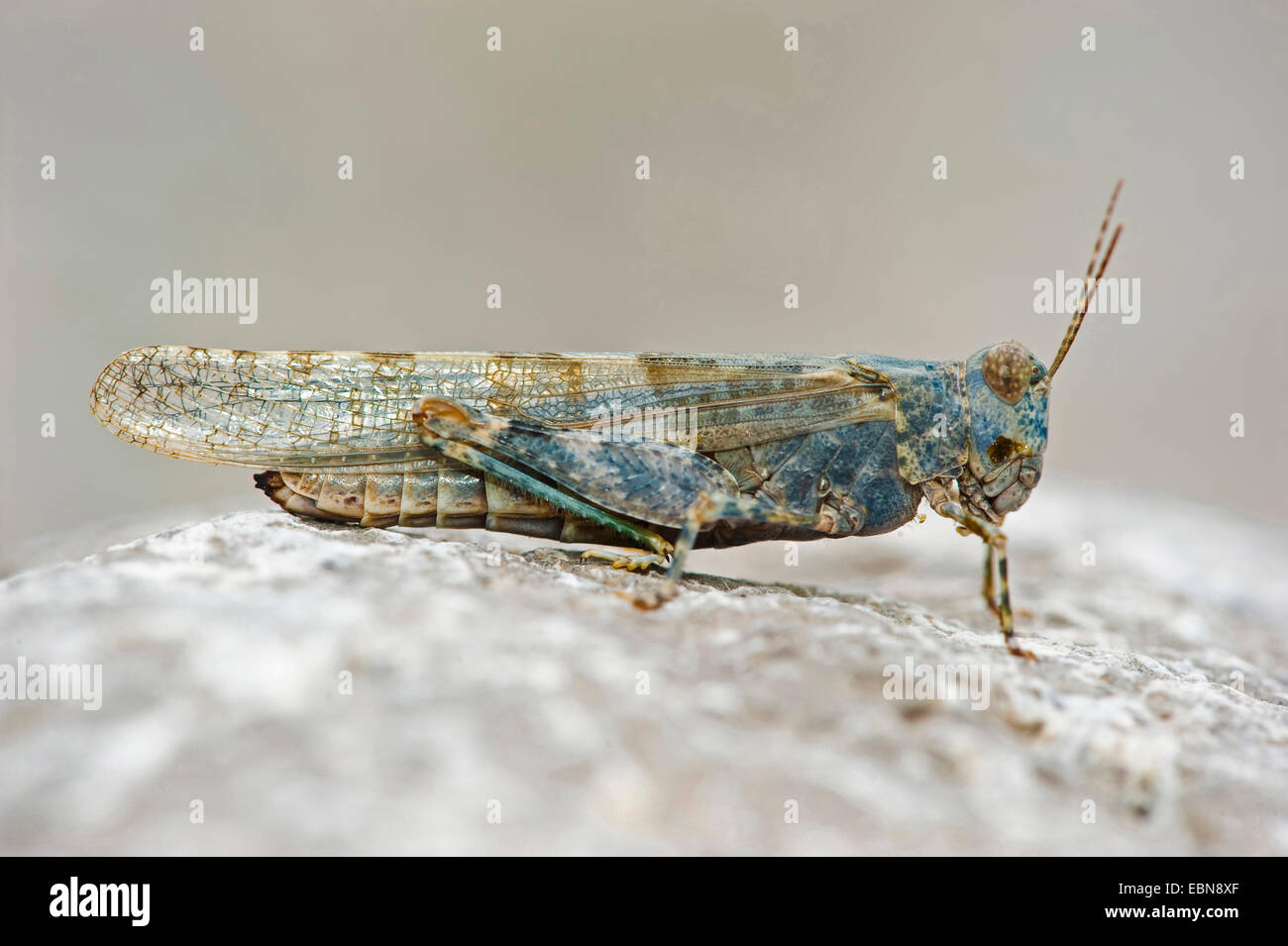 Grasshopper (Sphingonotus rubescens), sitting on a stone Stock Photo ...