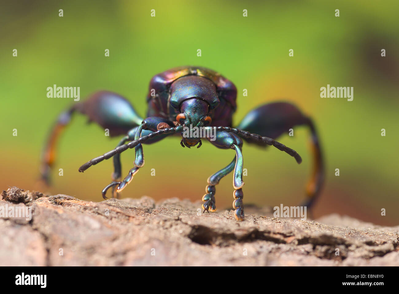 Frog-legged leaf beetle (Sagra buqueti), front view Stock Photo - Alamy