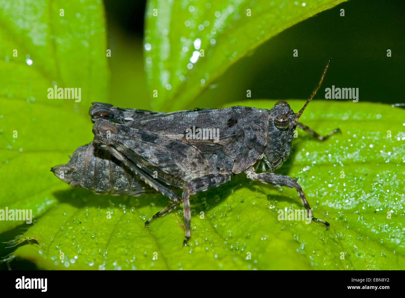 Twospotted groundhopper tetrix bipunctata full hi-res stock photography ...