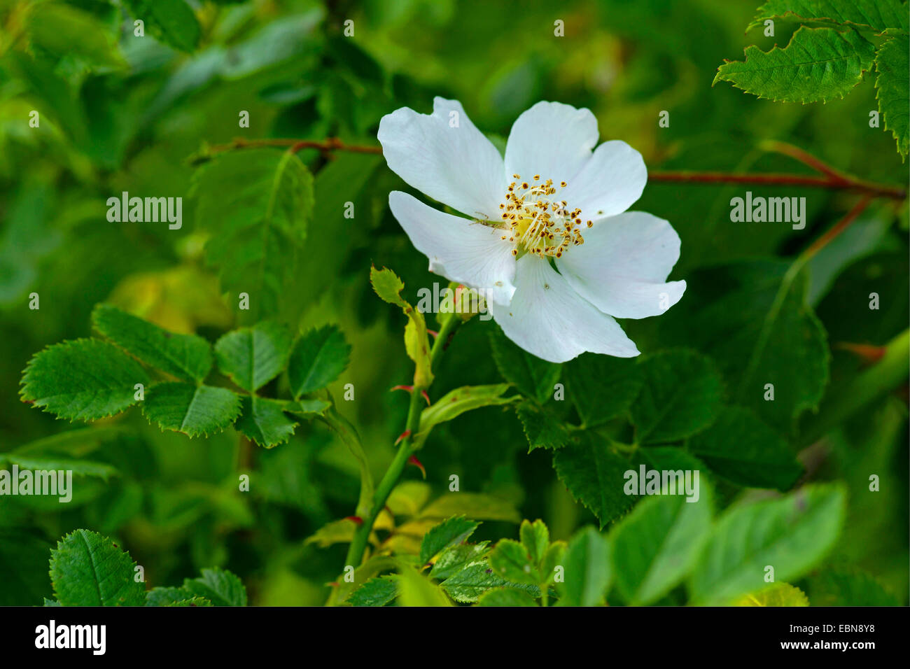 White rose rosa spec hi-res stock photography and images - Alamy