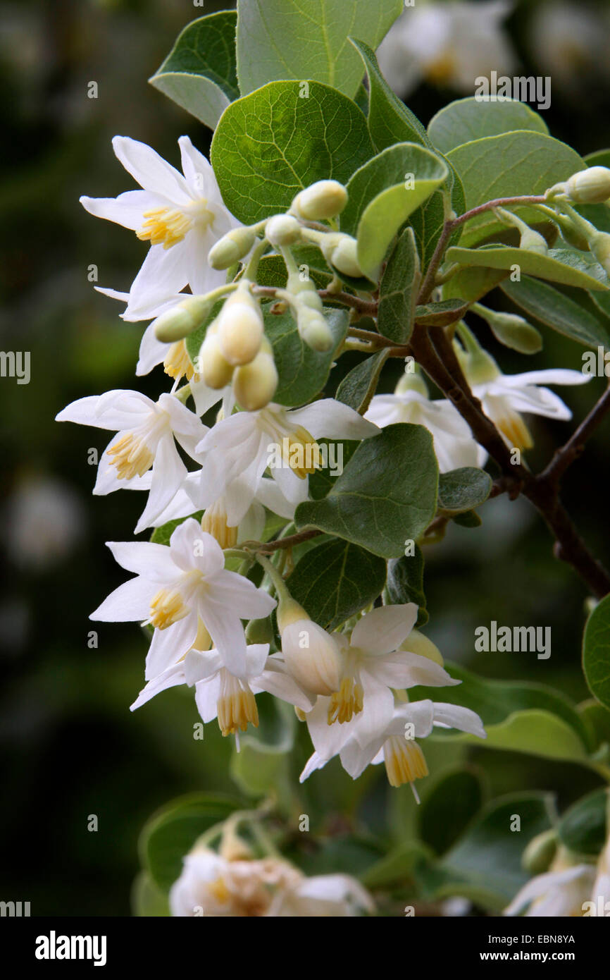 Blue solanum shrub (Solanum rantonnetii, Lycianthes rantonnetii ...