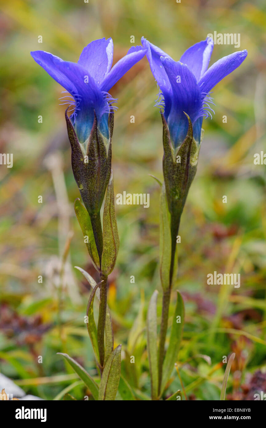 Gentiana ciliata (Gentianella ciliata, Gentiana ciliata), flowers ...