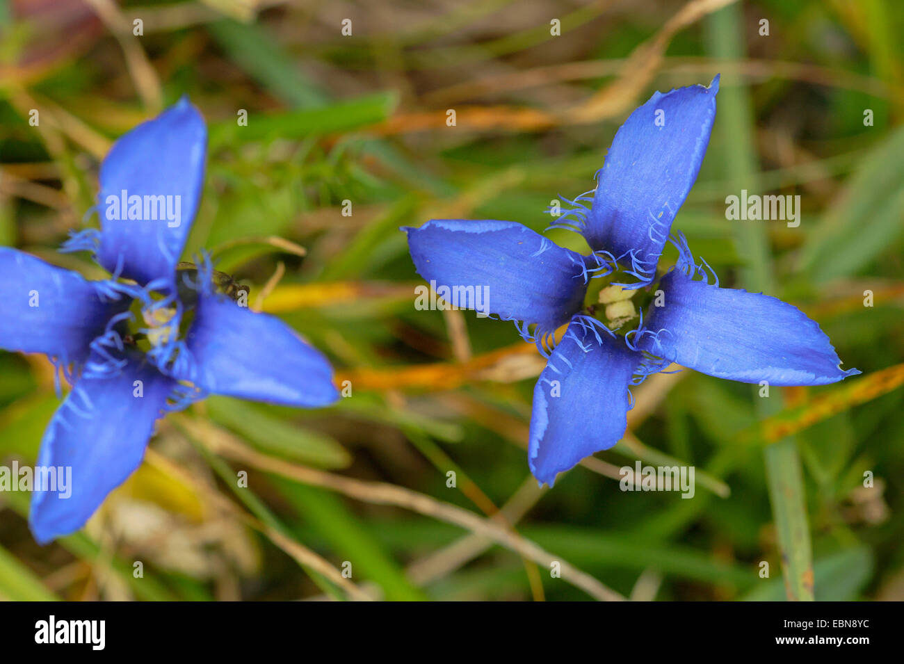 Gentiana ciliata (Gentianella ciliata, Gentiana ciliata), flowers ...