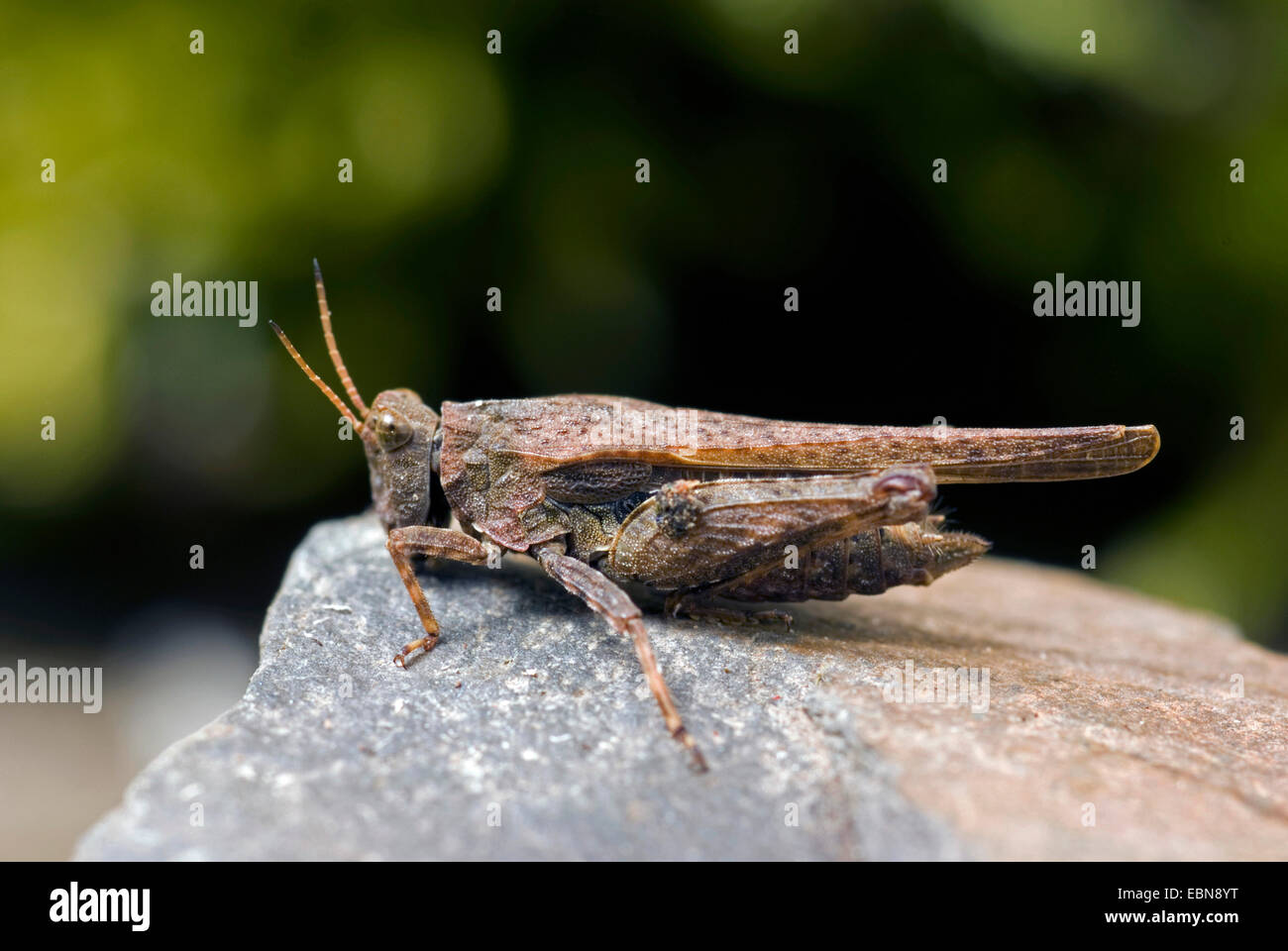 Groundhopper hi-res stock photography and images - Alamy
