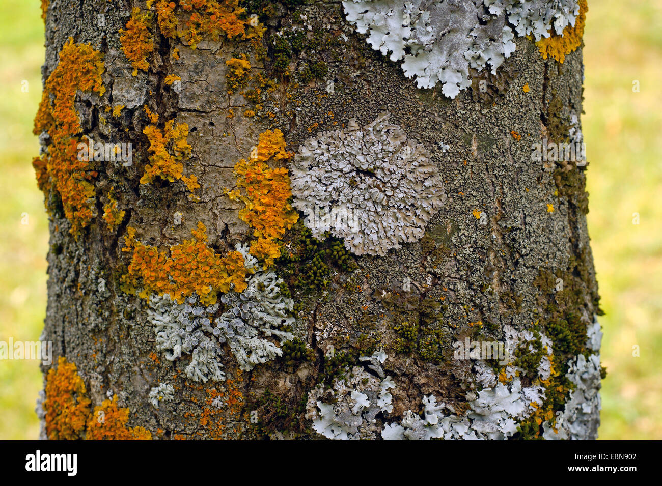 different lichens on a tree trunk, Switzerland, Valais, Oberwallis ...