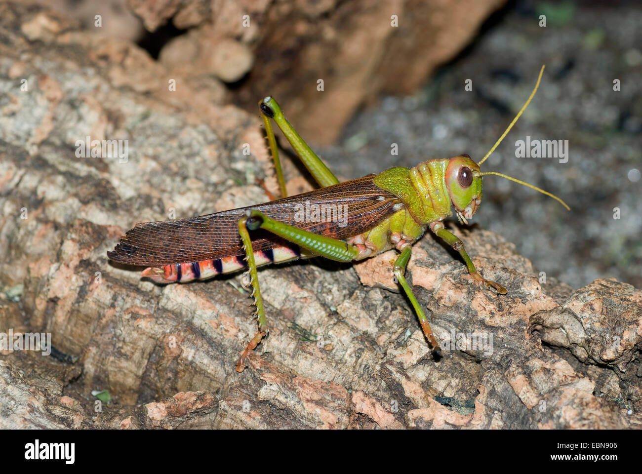 Giant Grasshopper (Tropidacris collaris), on bark Stock Photo - Alamy