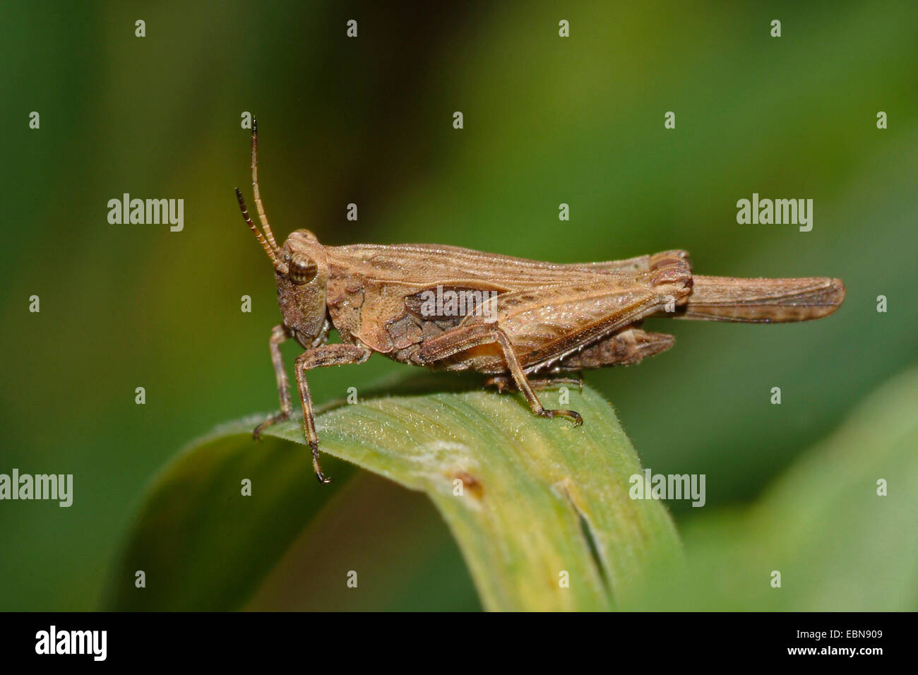 Slender groundhopper (Tetrix subulata, Acrydium subulatum), sitting on ...
