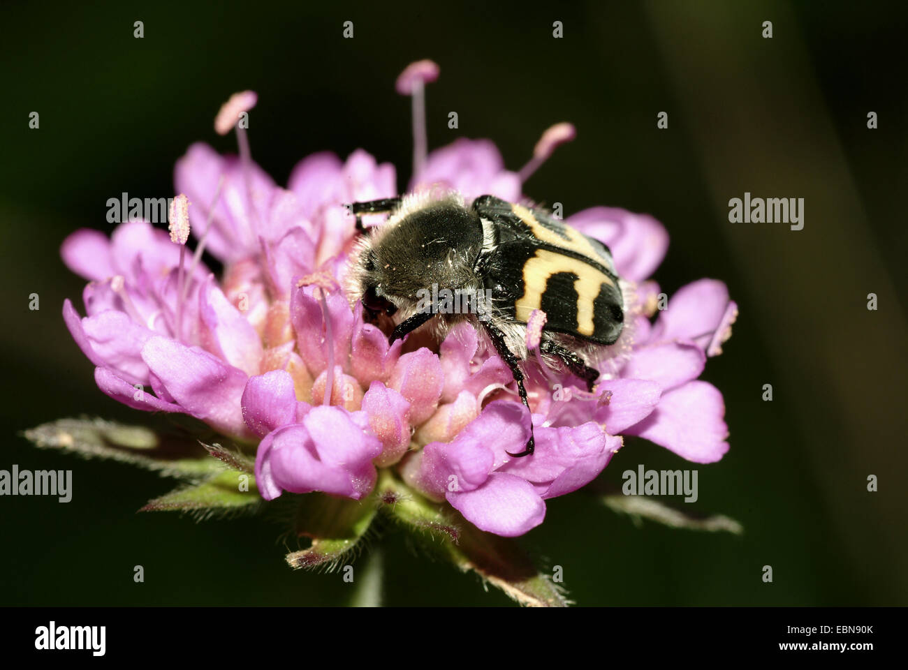 bee chafer, bee beetle (Trichius fasciatus), on a flower, Italy Stock ...