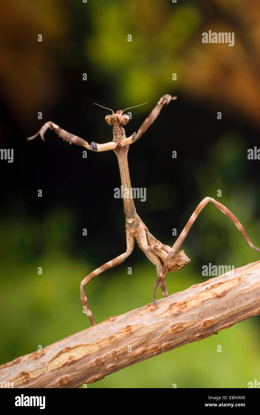 Mantis front hi-res stock photography and images - Alamy