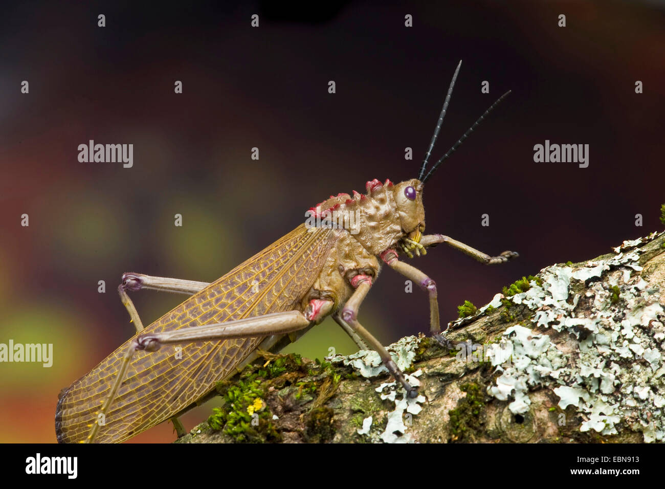 Phymateus hi-res stock photography and images - Alamy