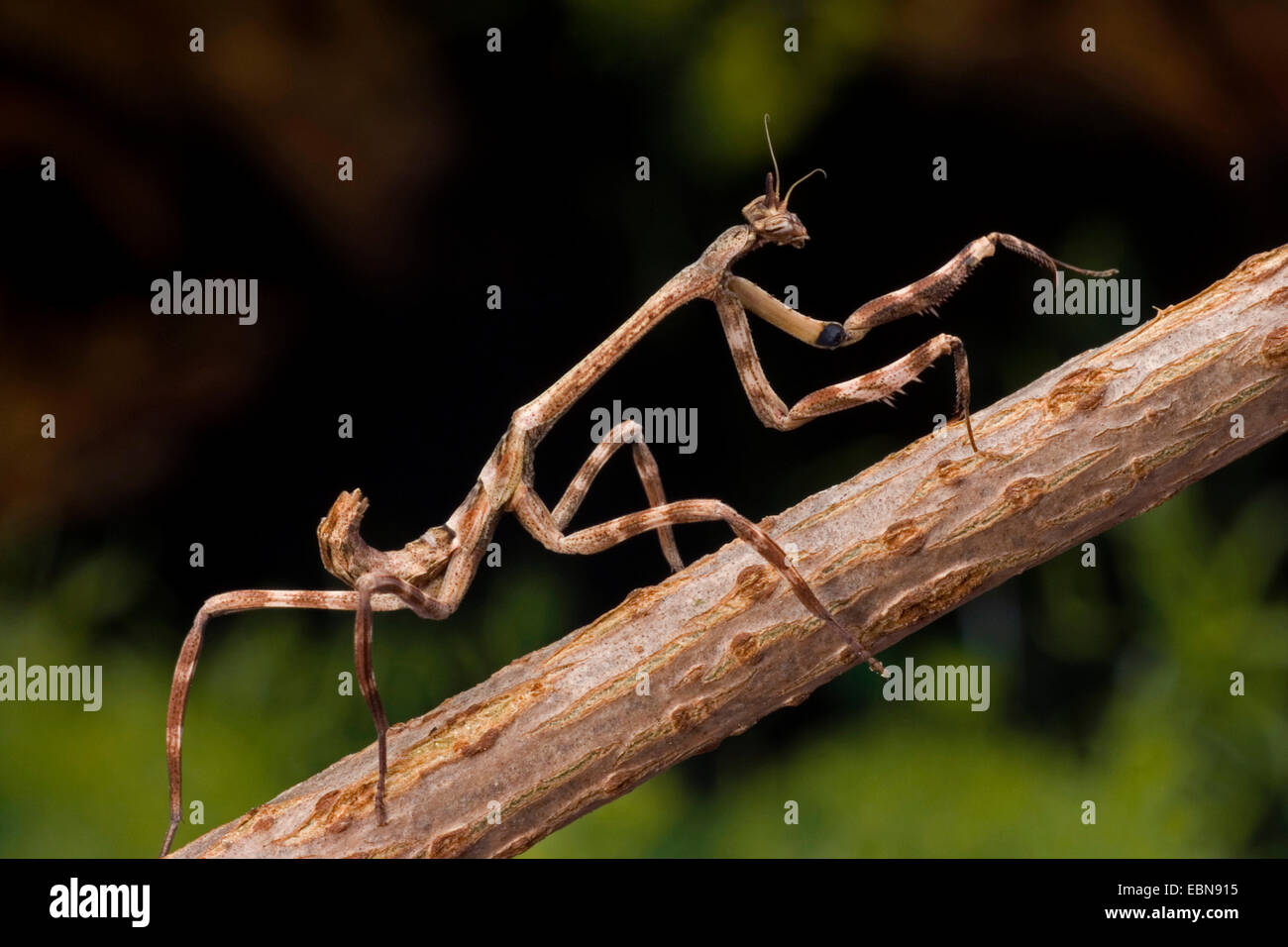 Unicorn mantis hi-res stock photography and images - Alamy