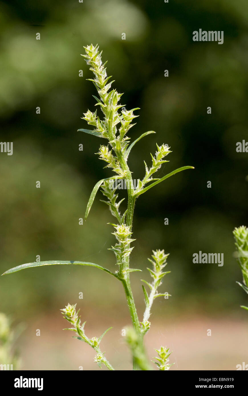Corispermum hi-res stock photography and images - Alamy