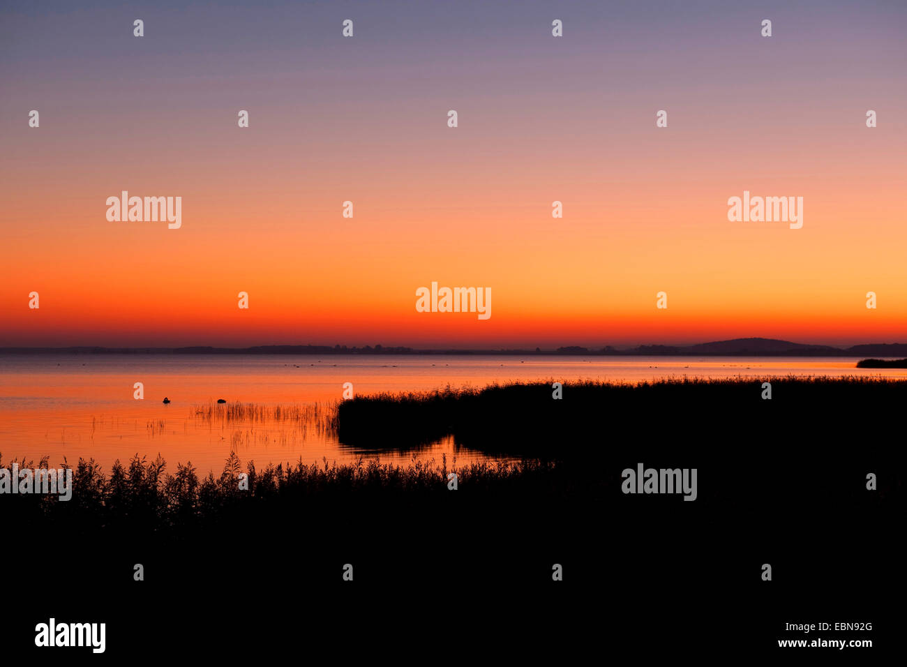 bodden landscape with red sky in the morning, Germany, Mecklenburg ...