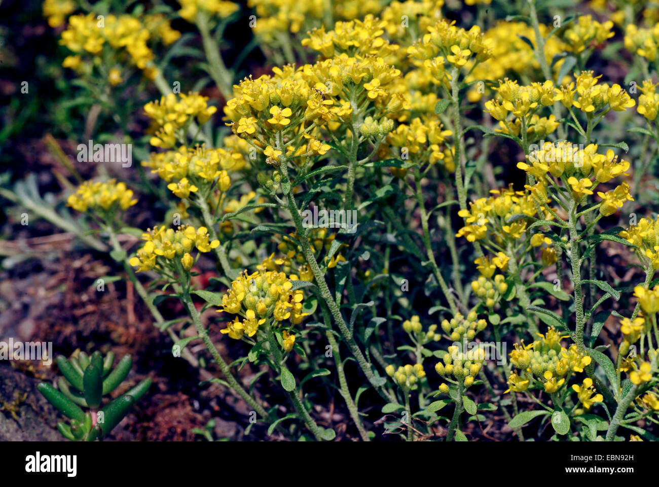 Alpine alison, Alpine alyssum (Alyssum alpestre), bloominh, Switzerland ...
