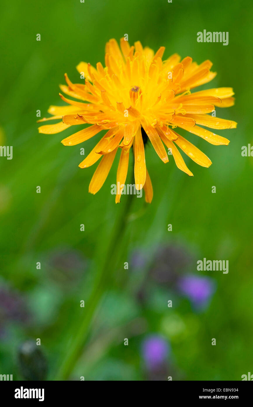 Golden Hawk's Beard (Crepis aurea), inflorescence, Switzerland Stock ...