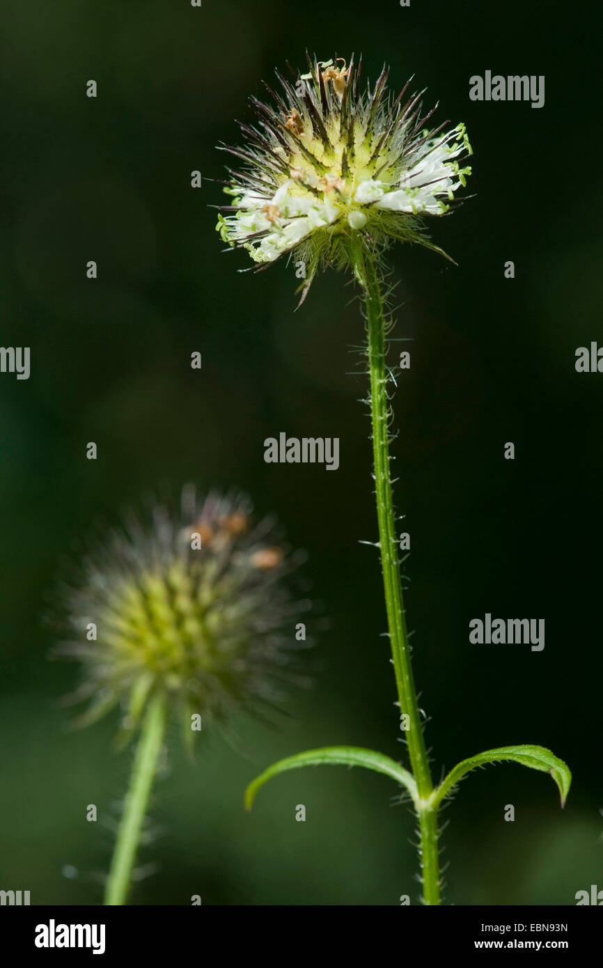 Teasel flowering teasel flower hi-res stock photography and images - Alamy