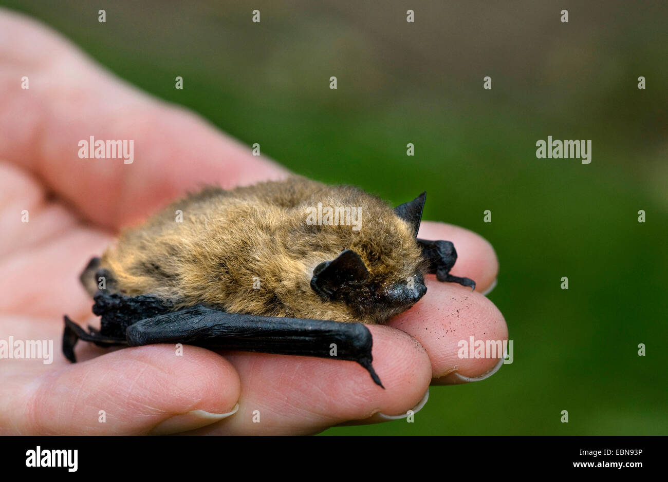 common pipistrelle (Pipistrellus pipistrellus), sitting on a hand ...