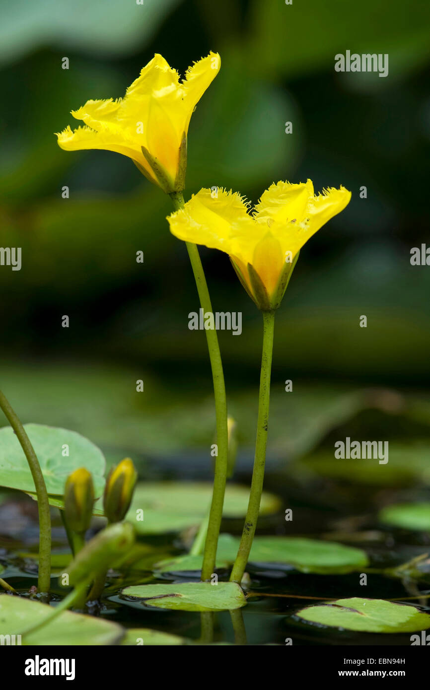 Yellow floating heart, Fringed Water Lily (Nymphoides peltata), flower ...