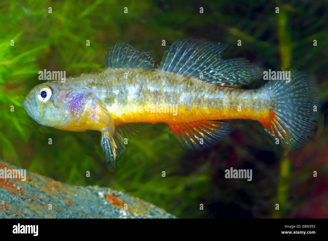 Swinhonis hi-res stock photography and images - Alamy